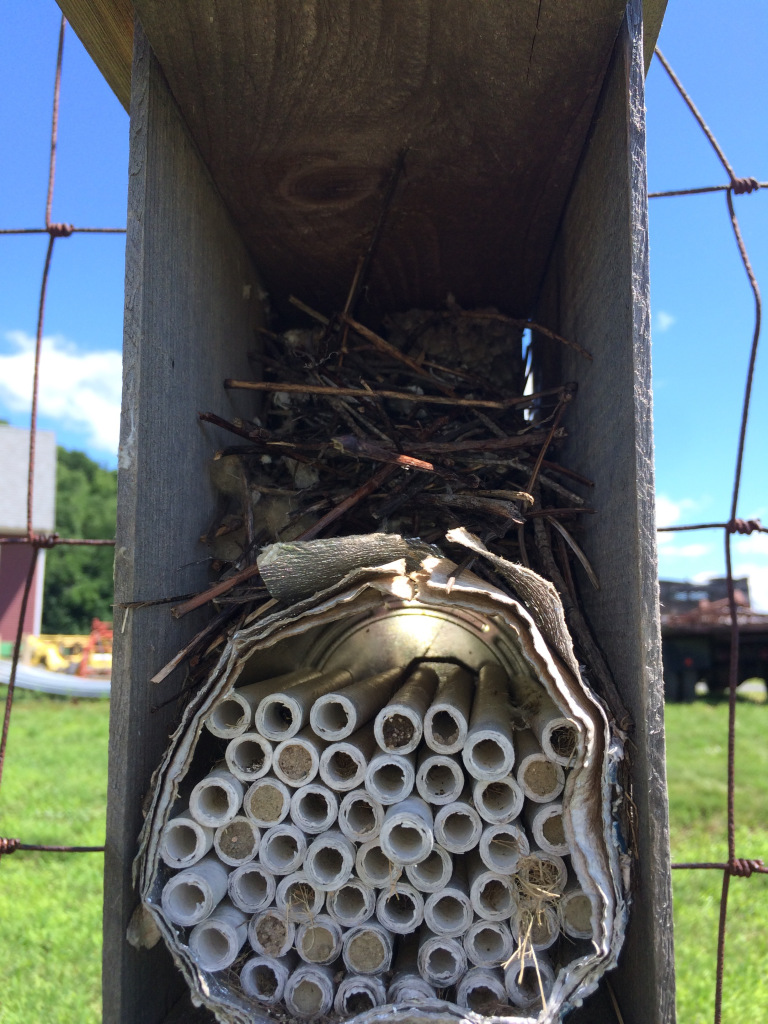 Pollinator Biology & Habitat | Stockbridge Online