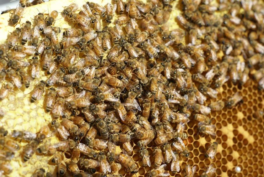 Practical Beekeeping | Stockbridge Online