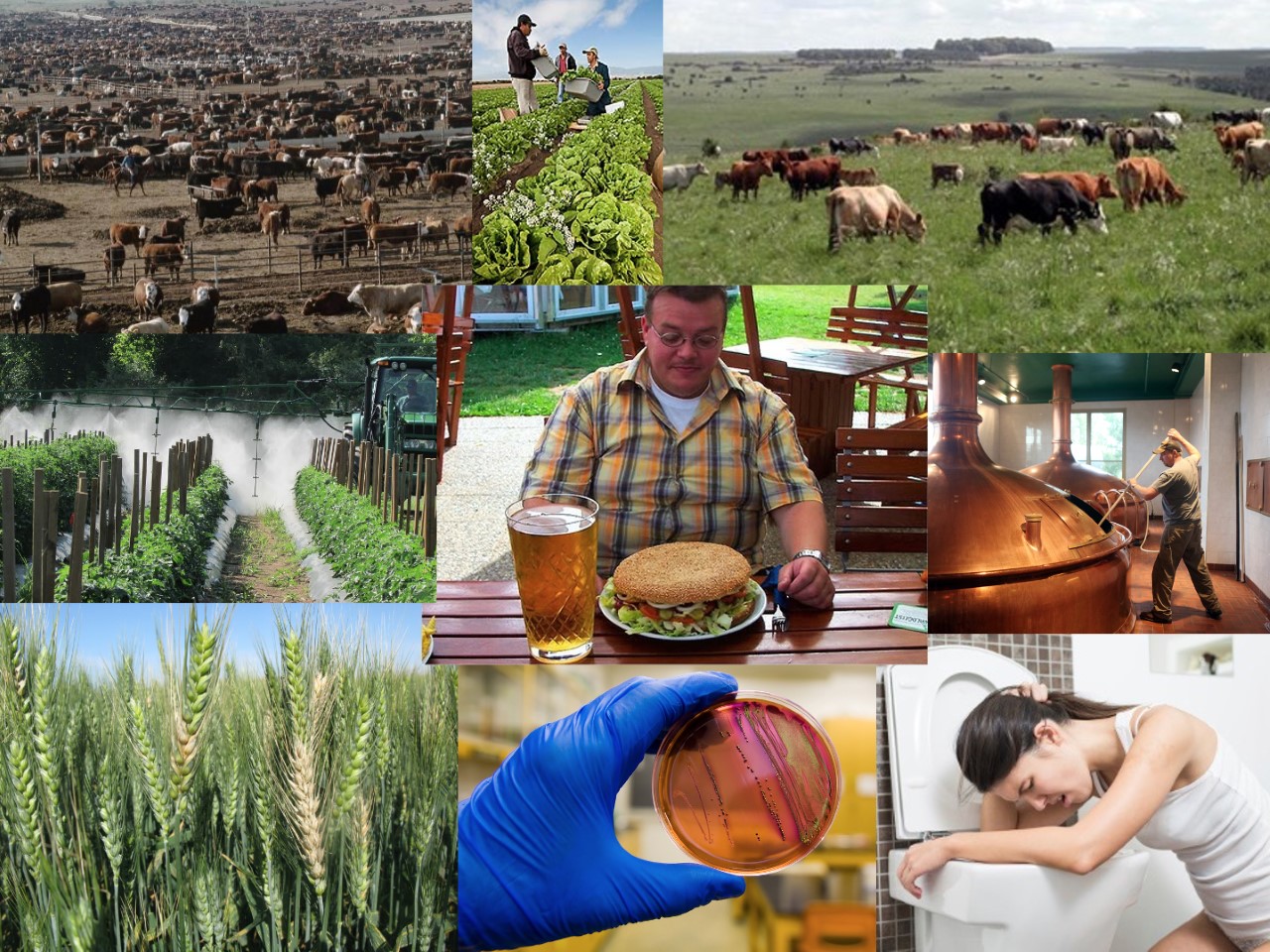 Plagues, Food and People: Ecology of Food and Disease | Stockbridge Online