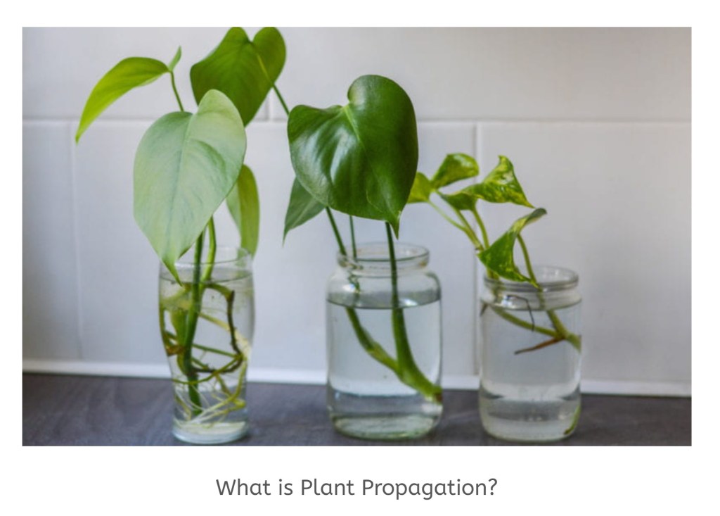 Plant Propagation | Stockbridge Online