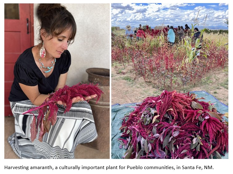 Native Food Systems | Stockbridge Online