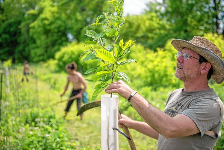 Agroforestry | Stockbridge Online