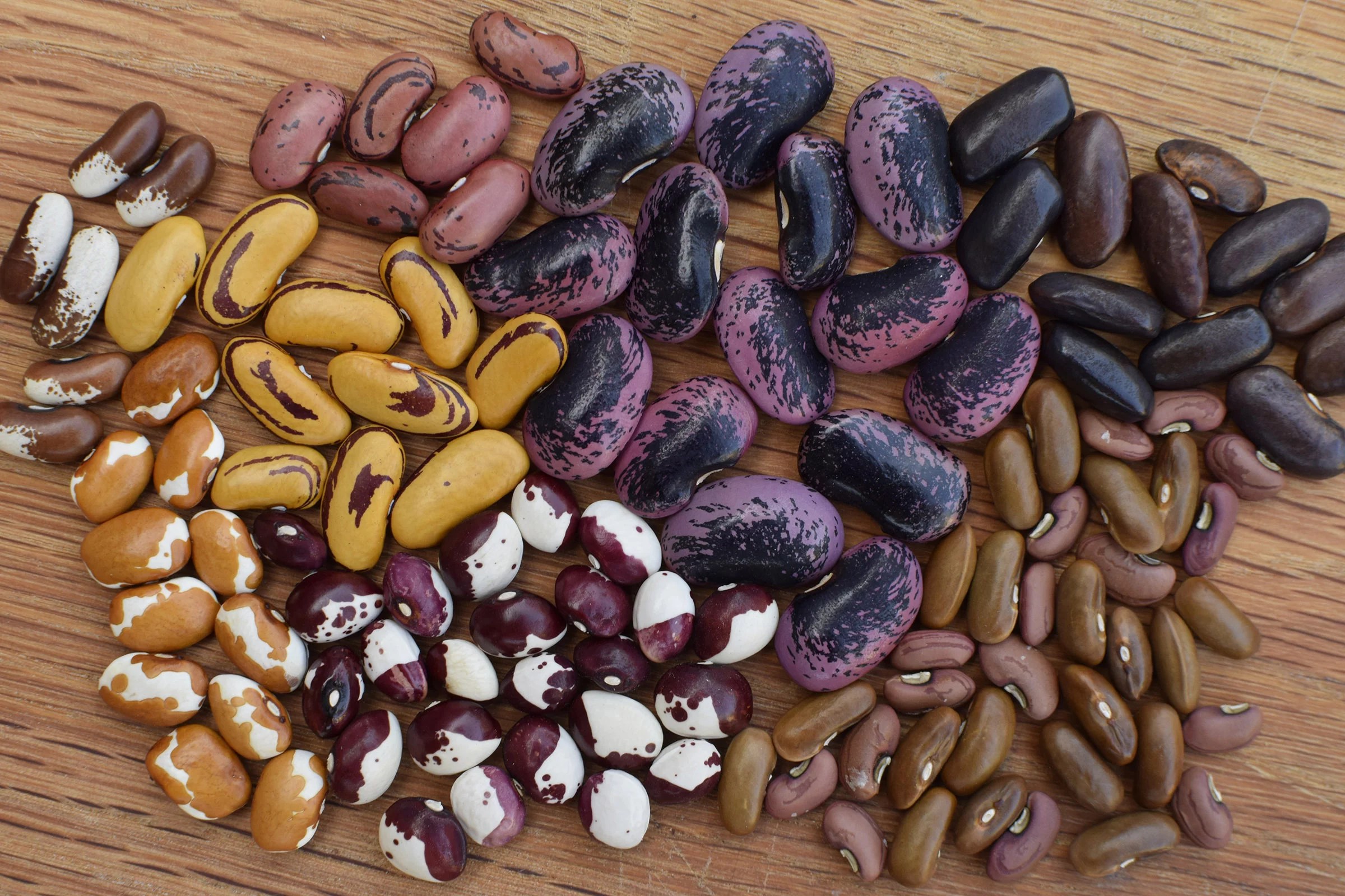 Seed Production | Stockbridge Online